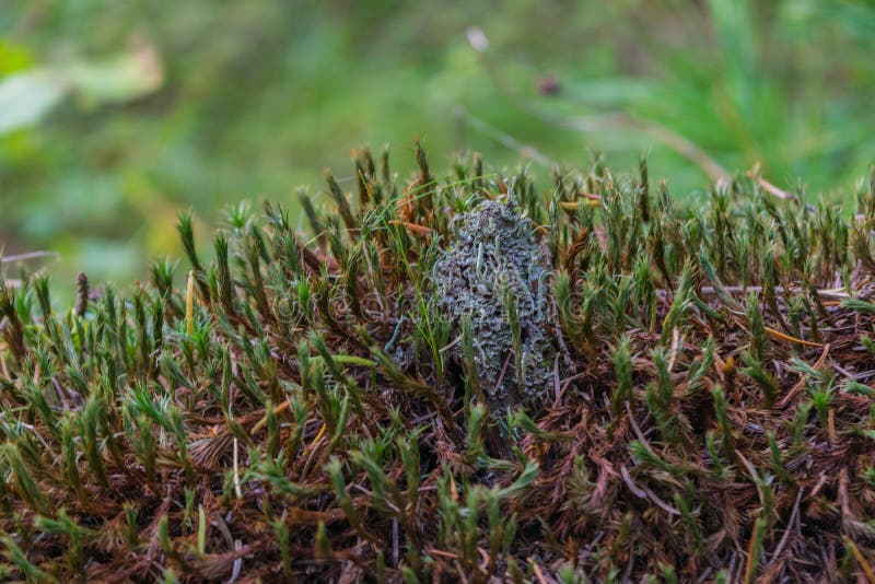 Forest moss stock photo. Image of forest, abstract, color - 100073126