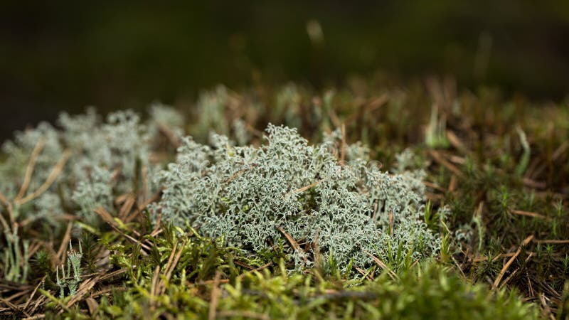 Forest Moss, an Interesting and Useful Plant Stock Photo - Image of ...