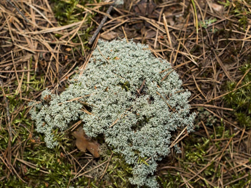 Forest Moss, an Interesting and Useful Plant Stock Photo - Image of ...