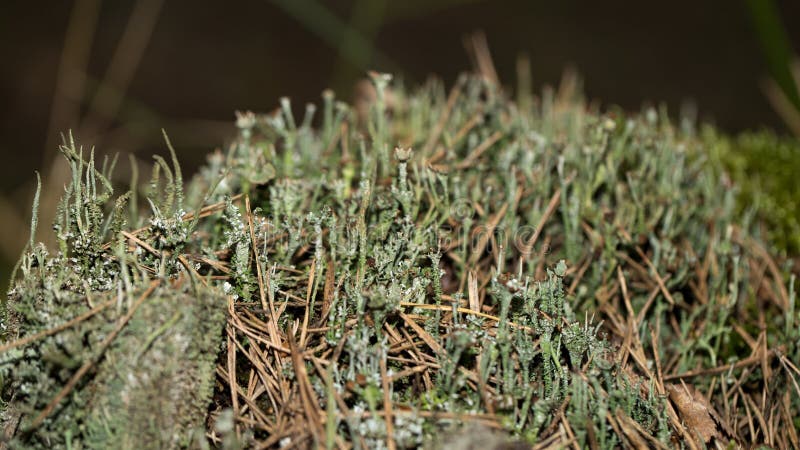 Forest Moss, an Interesting and Useful Plant Stock Image - Image of ...