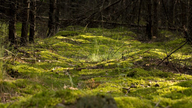 Forest Moss, an Interesting and Useful Plant Stock Photo - Image of ...