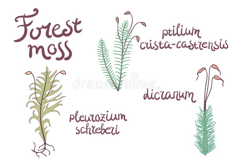 Forest Moss Set Illustration Stock Vector - Illustration of spring ...