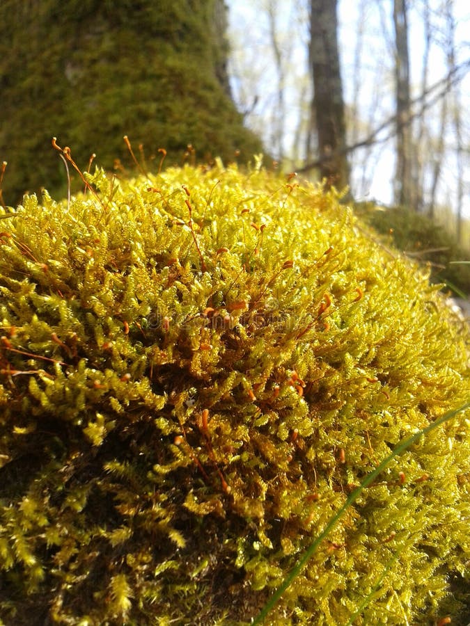 Forest moss stock image. Image of forest, tarn, nature - 52612213