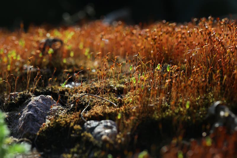 Forest Moss in Sun Rays Closeup Stock Photo - Image of botany, beauty ...