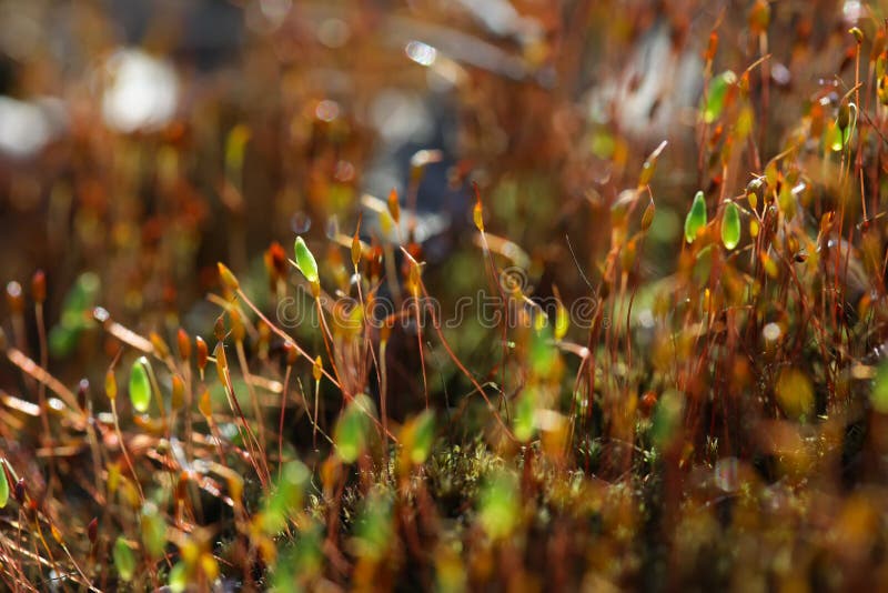 Forest Moss in Sun Rays Closeup Stock Image - Image of pattern, botany ...