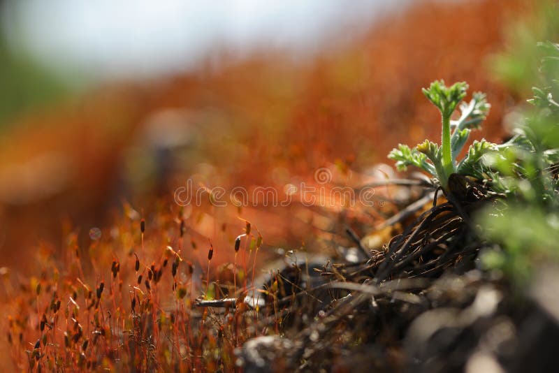Forest Moss in Sun Rays Closeup Stock Image - Image of floral, moss ...
