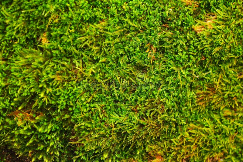 Forest Moss Texture Close-up. Bright Green Color Stock Image - Image of ...