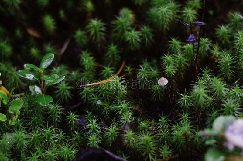 Forest Moss Texture Top View of Overall Plan Stock Image - Image of ...