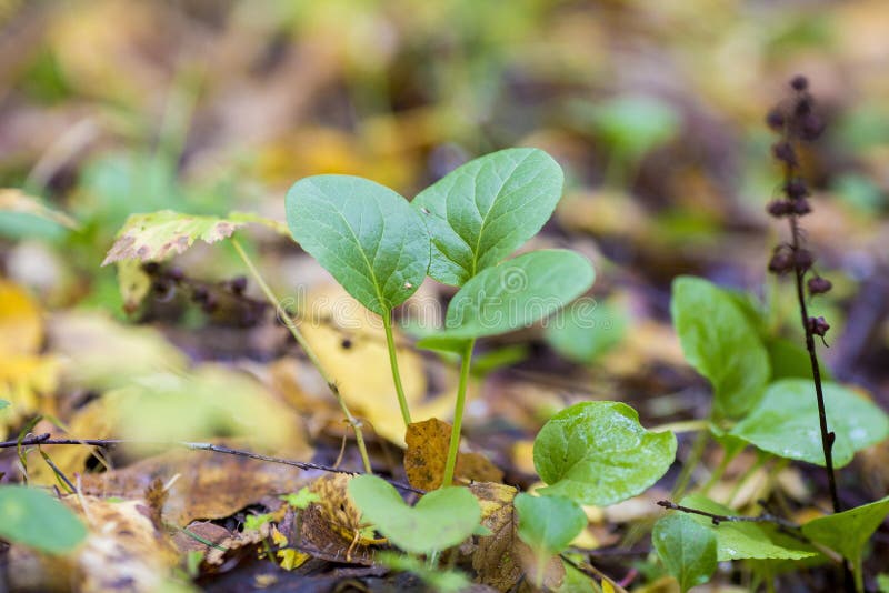 Forest Moss Texture Top View of Overall Plan Stock Image - Image of ...