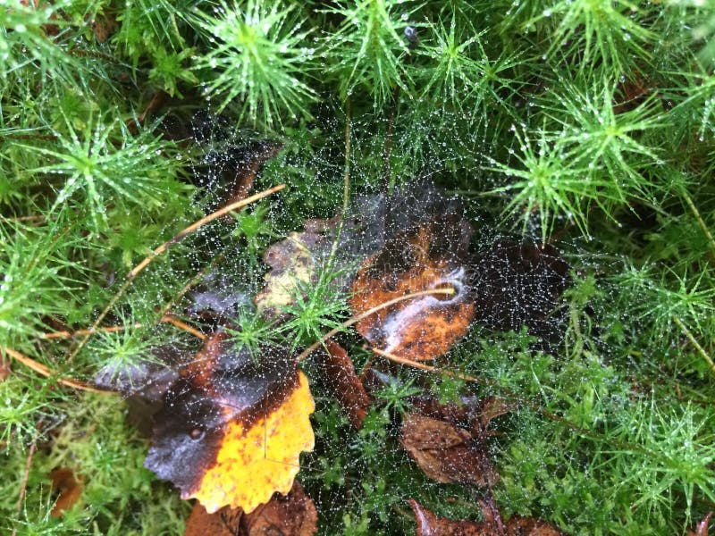 Forest Moss Texture, Wild Forest Moss Top View, Natural Background ...