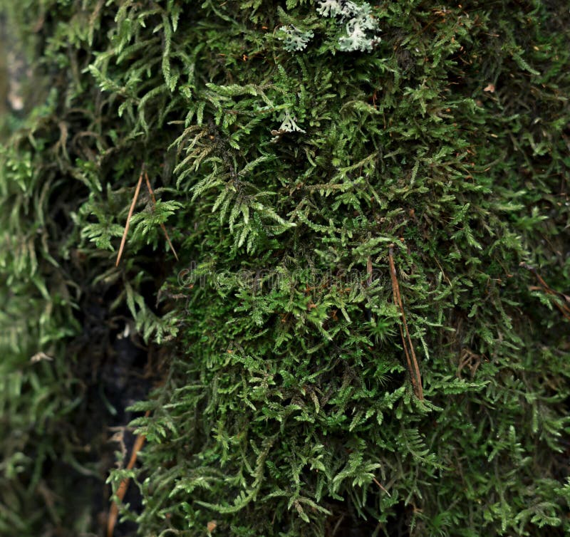 Forest Moss on the Tree Trunk Stock Image - Image of background, brown ...