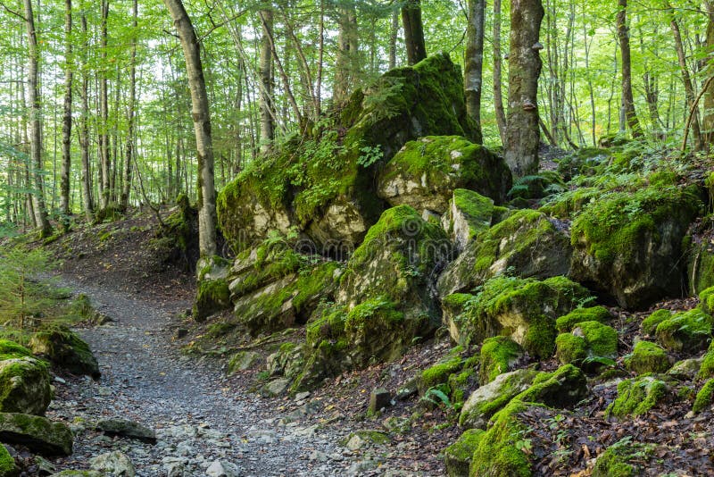 Forest and mossy stones stock photo. Image of mountain - 83009882