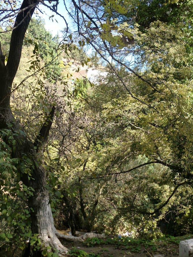 The forest stock photo. Image of forest, sefrou, morocco - 166241722