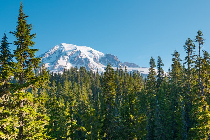 Forest and Mount Rainier at Mount Rainier National Park, USA Stock ...
