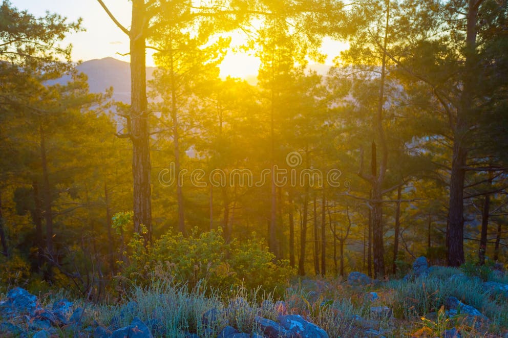 Forest on Mount Slope in Light of Sun Stock Image - Image of mountain ...