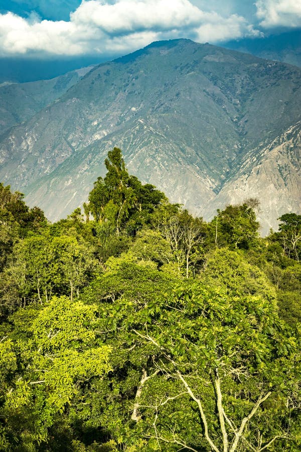 Forest with a Mountain in the Background Stock Photo - Image of natural ...