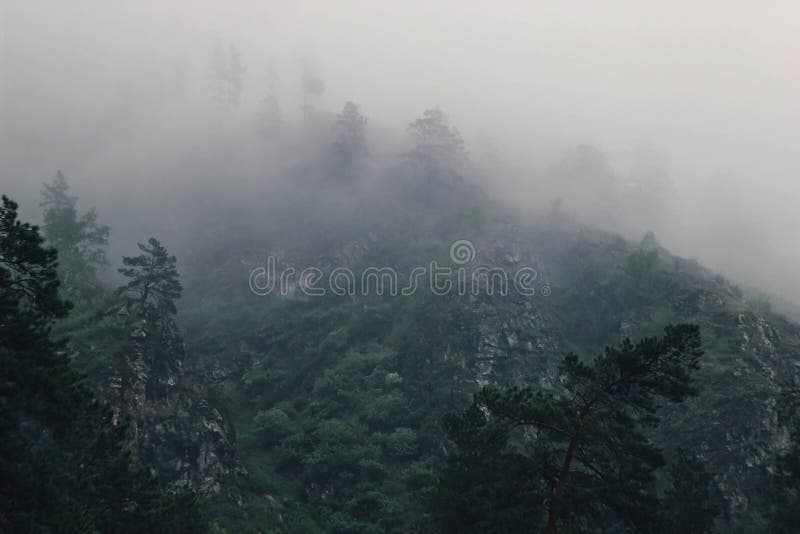 Forest Mountain with the Conifer Trees in Fog and Cloud. Stock Image ...