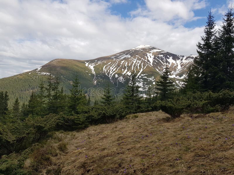 Forest and Mountain of Goverla Stock Photo - Image of edge, outdoor ...