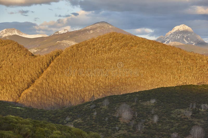 Forest Mountain Landscape in Winter at Sunset. Riano. Spain Stock Photo ...
