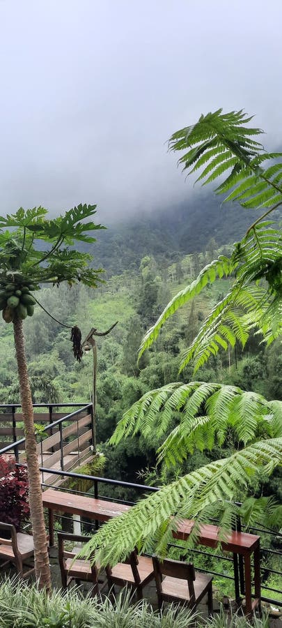 Forest at the Mountain, Lots of Types of Trees There, Stock Photo ...