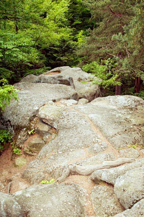 Forest mountain path stock photo. Image of landscape - 47428494