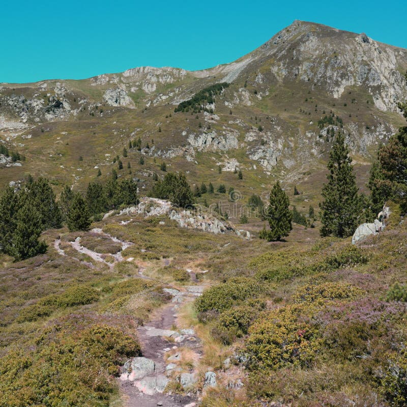 Forest of Mountain Pine in Pyrenees Stock Photo - Image of forest ...
