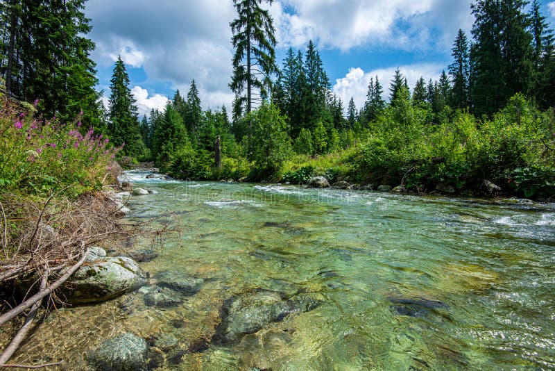 Forest Mountain River with Waterfall Over the Rocks Stock Image - Image ...