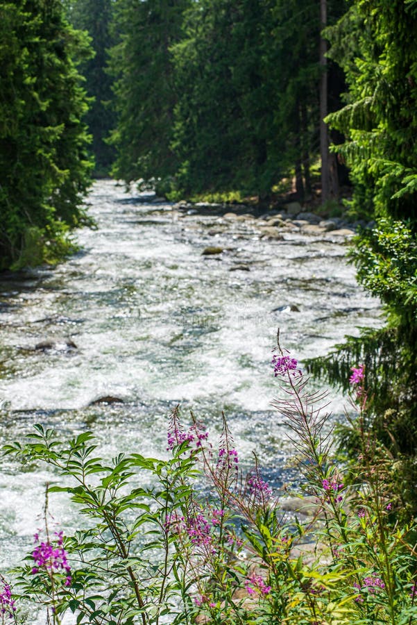 Forest Mountain River with Waterfall Over the Rocks Stock Image - Image ...