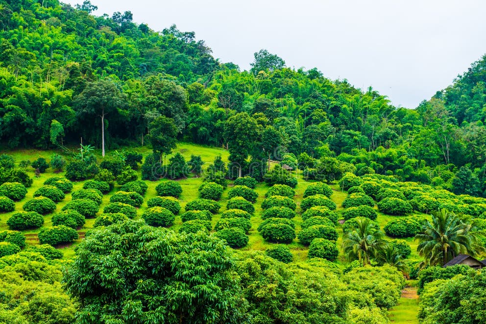 Forest on Mountain at Sa Moeng District Stock Photo - Image of district ...