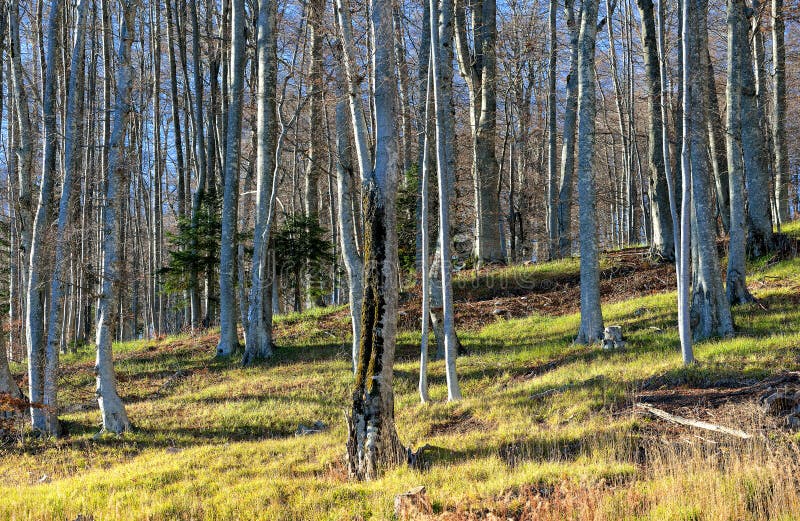 Forest stock image. Image of morning, peaceful, macedonia - 35089533