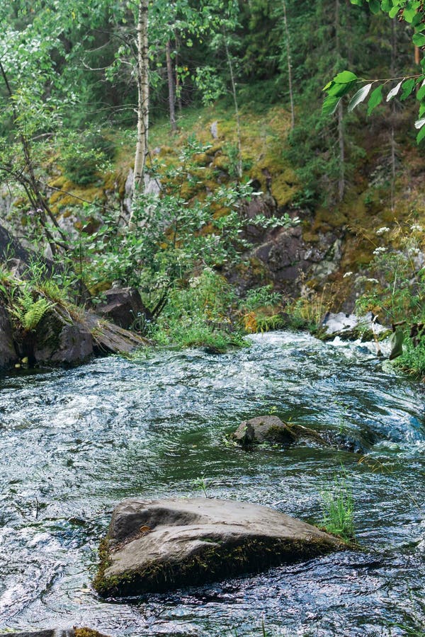 Forest Mountain Stream with Clear Cold Water Stock Photo - Image of ... Forest Mountain Stream with Clear Cold Water Stock Photo - Image of ...