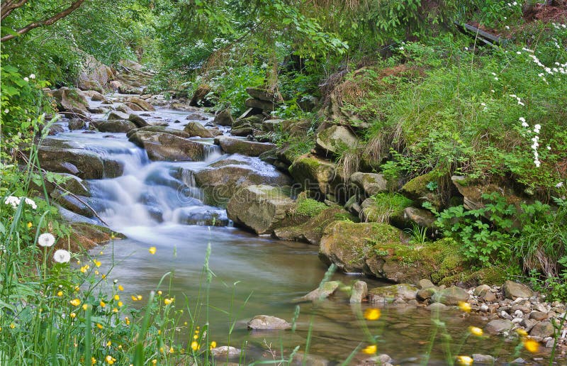 Forest Stream with Spring Flowers Stock Image - Image of nature, plant ...