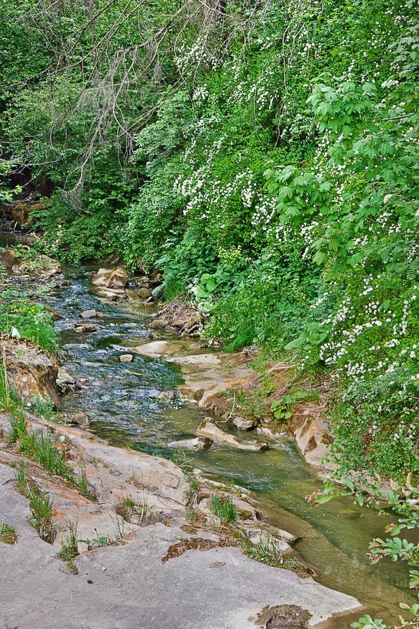 Forest Stream with Spring Flowers Stock Image - Image of nature, plant ...
