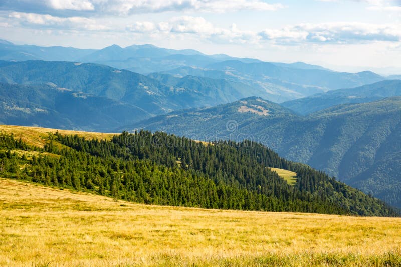 Forest in mountain valley stock image. Image of landscape - 100128175