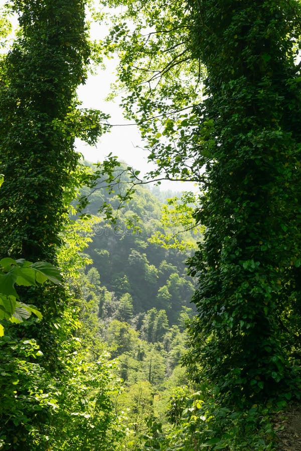 Summer Landscape in a Mountain Forest. Tree Trunks Entwined with Vines ...