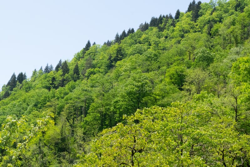 Dense Green Forest in the Mountains. Summer Landscape Stock Image ...
