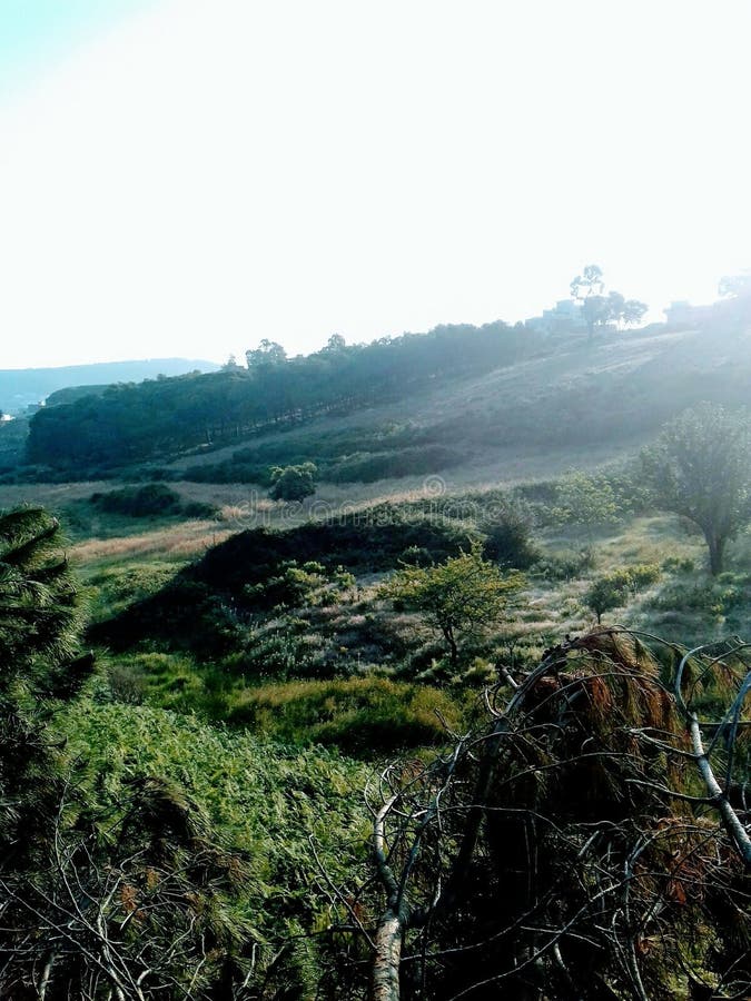 The forest stock photo. Image of rock, moroccan, forest - 124617638