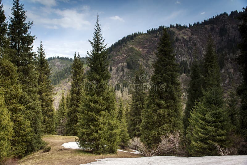 Forest in the mountains. stock image. Image of background - 115993767