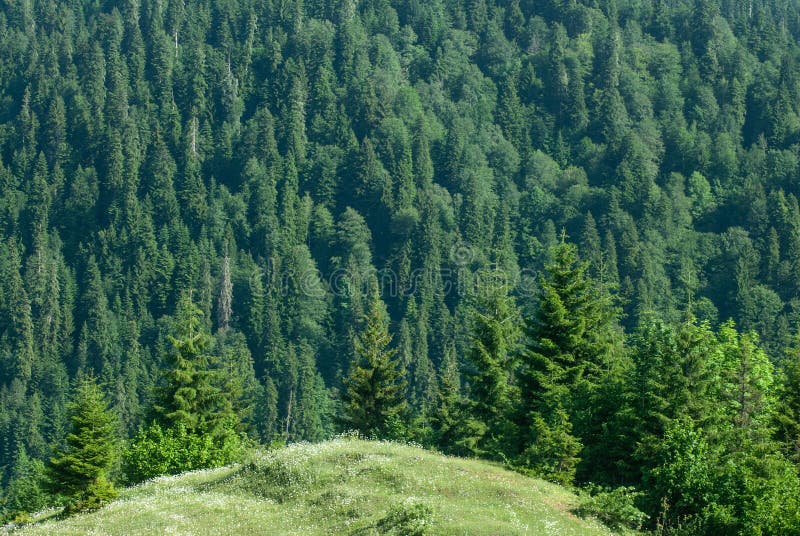 Forest in the Mountains, Full Screen Forest Stock Photo - Image of ...