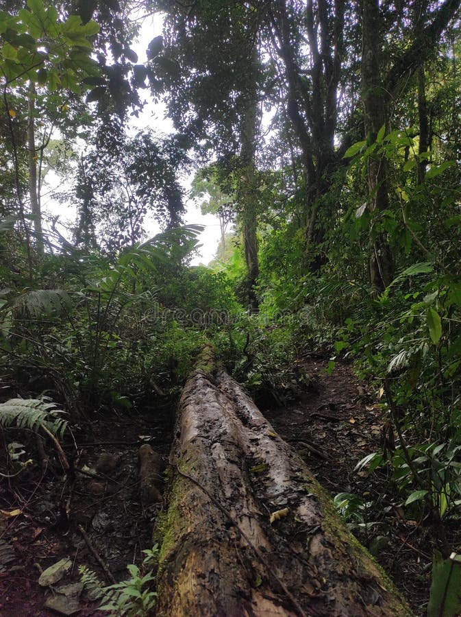Forest Mountains Raung East Java Stock Photo - Image of water, woodland ...