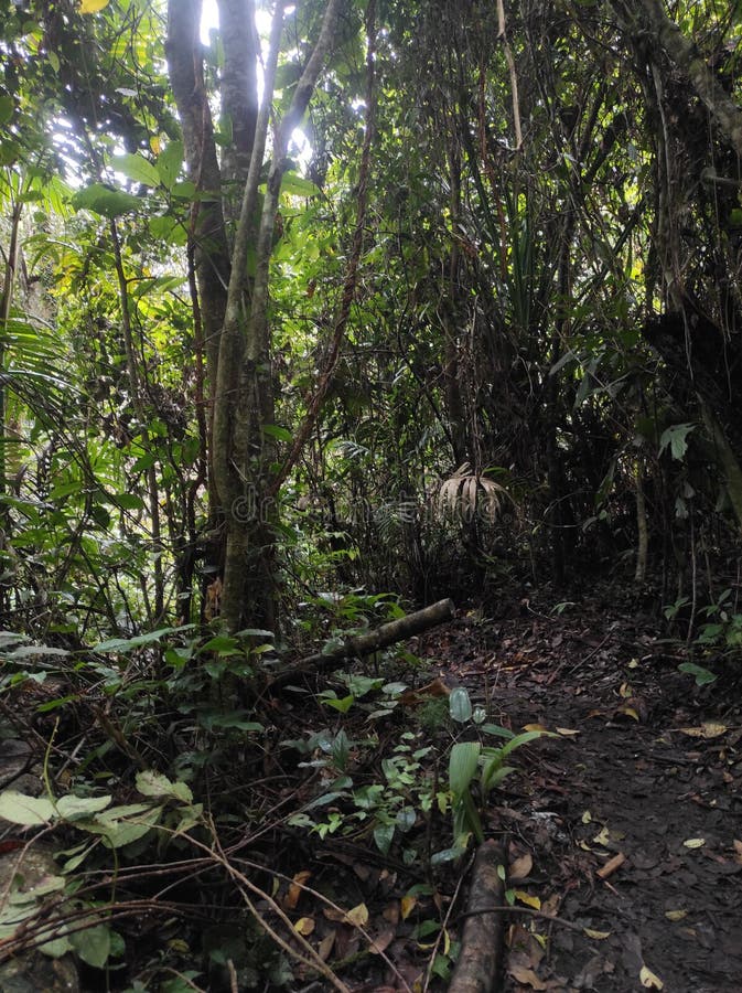 Forest Mountains Raung East Java Stock Image - Image of vegetation ...