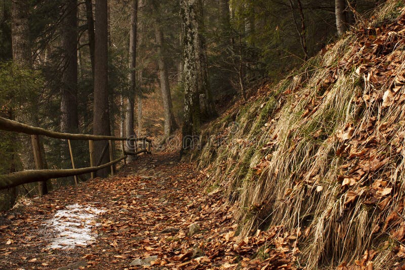 Forest in mountains stock image. Image of pine, wood - 53872737