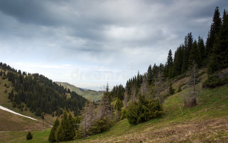 Forest in the mountains. stock image. Image of spring - 115995639