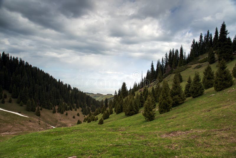 Forest in the mountains. stock image. Image of forest - 115997319