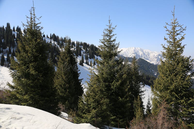 Forest in the Mountains in the Spring. Stock Image - Image of spring ...