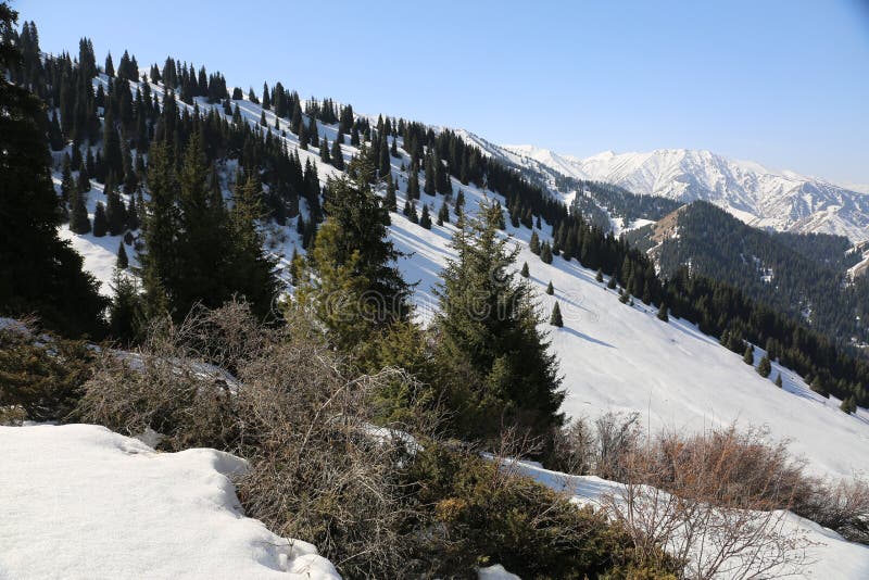 Forest in the Mountains in the Spring. Stock Photo - Image of trees ...