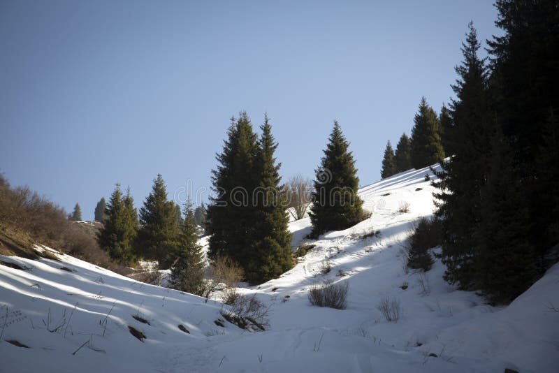 Forest in the Mountains in the Spring. Stock Photo - Image of soft ...