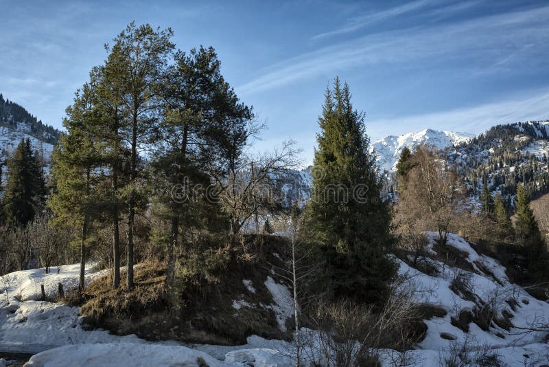 Forest in the Mountains in the Spring. Stock Image - Image of snow ...