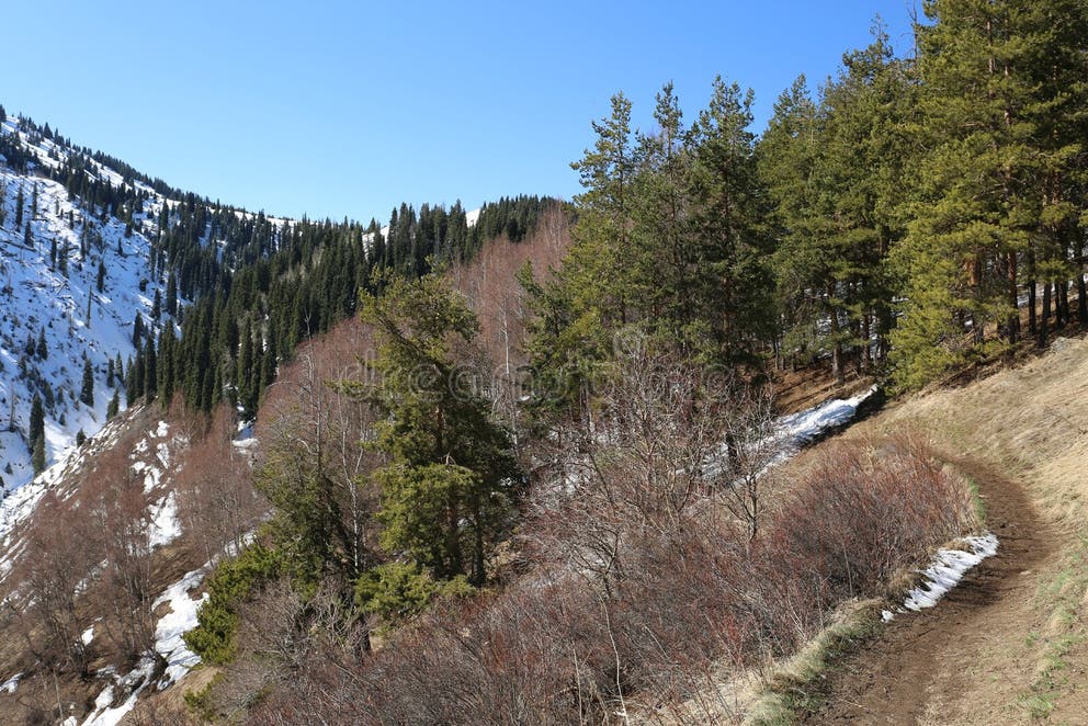Forest in the Mountains in the Spring. Stock Image - Image of landscape ...