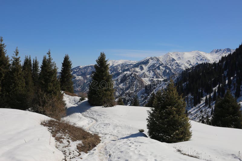 Forest in the Mountains in the Spring. Stock Image - Image of mountain ...